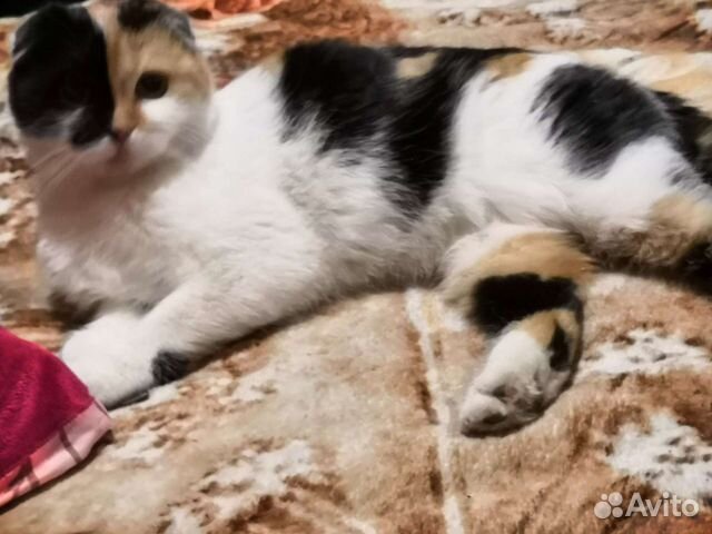 Котята от кошки Скотишфолд