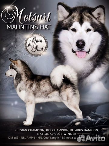 Вязка аляскинский маламут