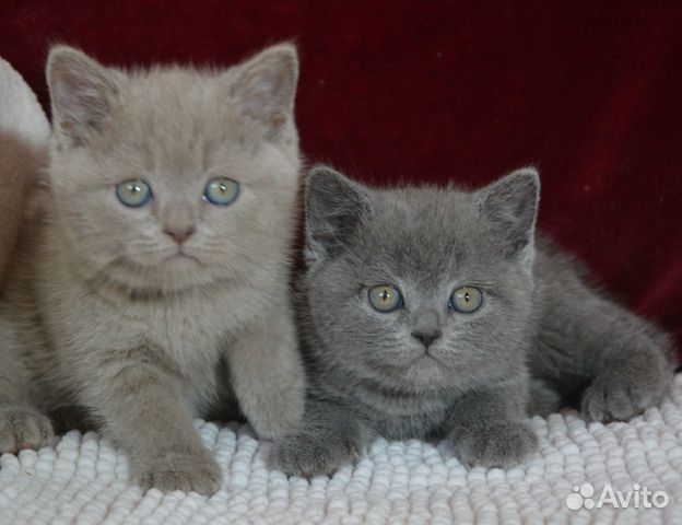 Мальчики.Британчики