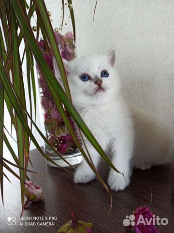 Котëнок серебристой Британской шиншиллы