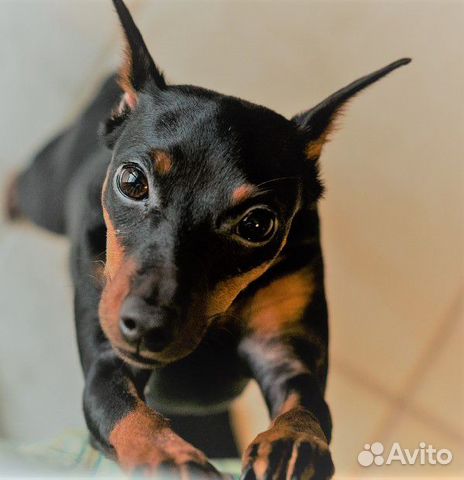 Молодой кобель цвергпинчер