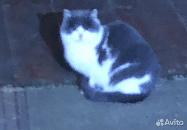 Котята в добрые руки бесплатно