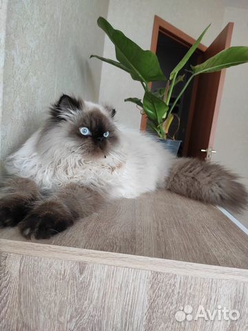 Персидский кот