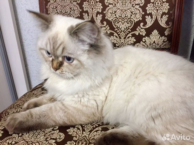 Кот Шотландец вязка