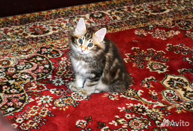 Курильский бобтейл