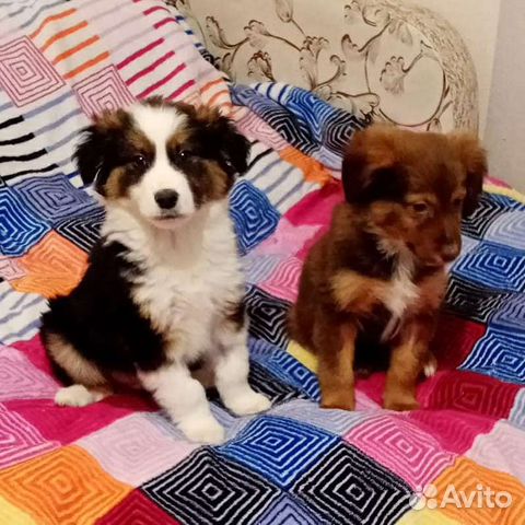 Щенки бордер колли. В добрые руки