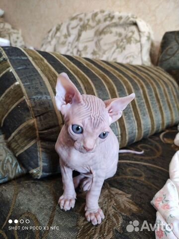 Котята канадцы