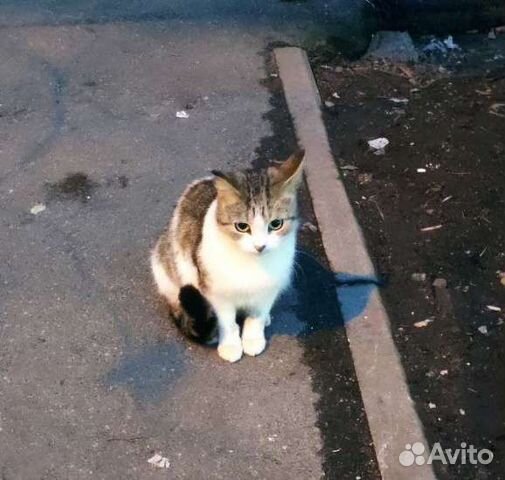 Кошка потеряшка