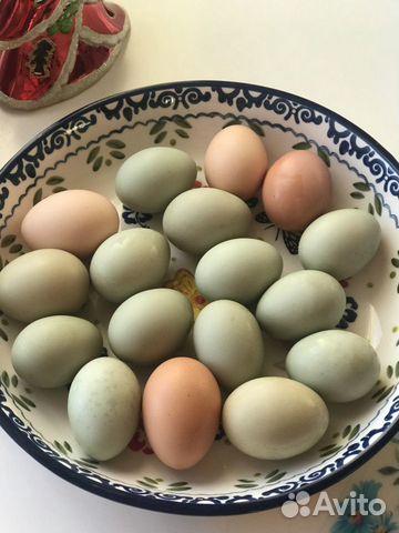 Инкубационные яйца, домашние куриные, петухи
