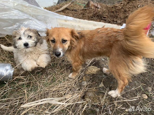 Ищут доме Мелкая Собачка Алиса