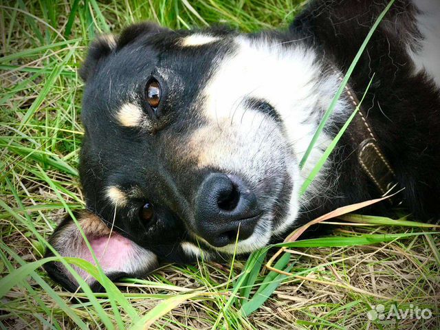 Нежный пес в добрые руки