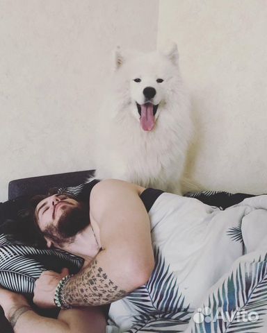 Самоед на вязку