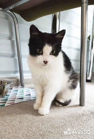 Котик 9 мес ищет дом