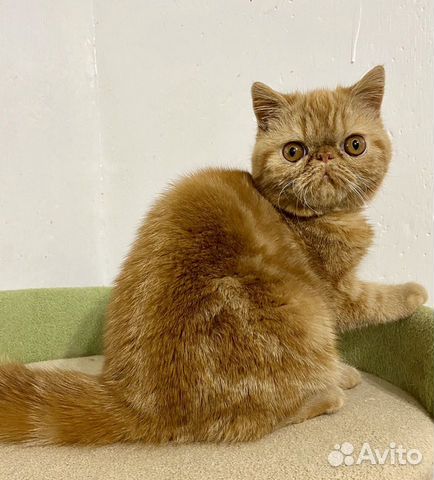 Экзотическа плюшевая красотка