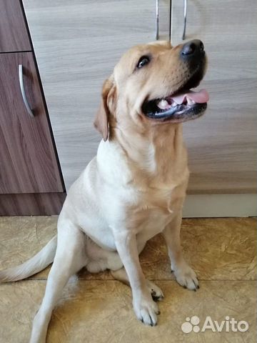 Приглашаем девочку на вязку