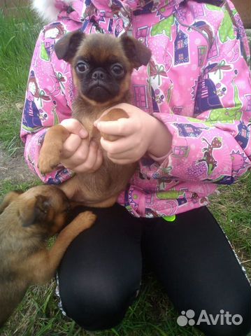 Щенки малого брабансона