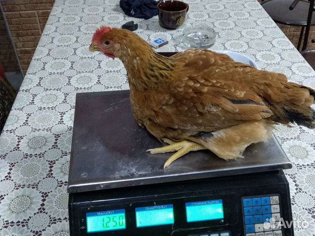 Петушок