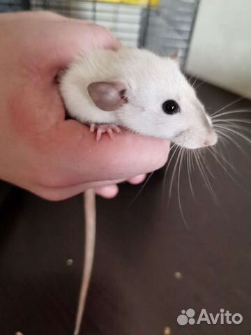 Декоративная крыса