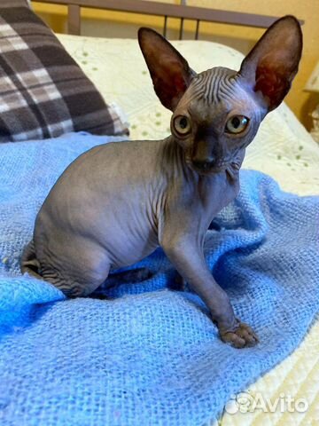 Канадский сфинкс котенок