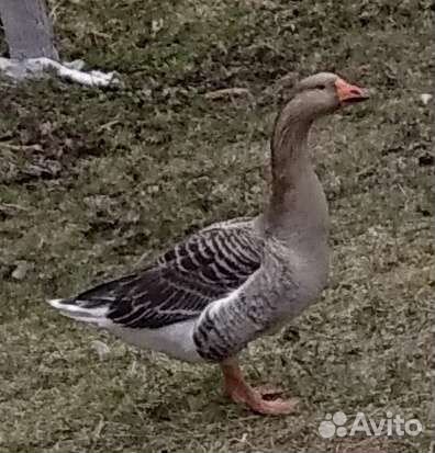 Гусь большой серый