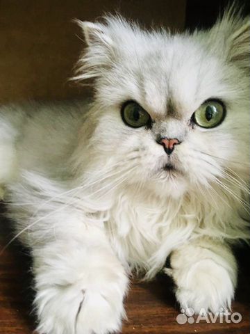 Кот Алмаз