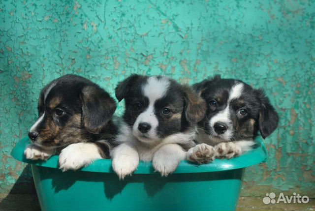 Кардиганчики