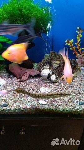 Аквариумные рыбки