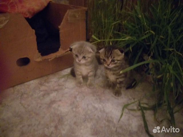 Шотландские вислоухие котята