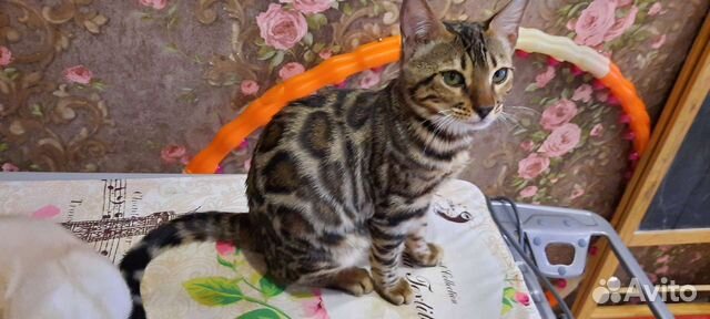 Бенгальская кошечка