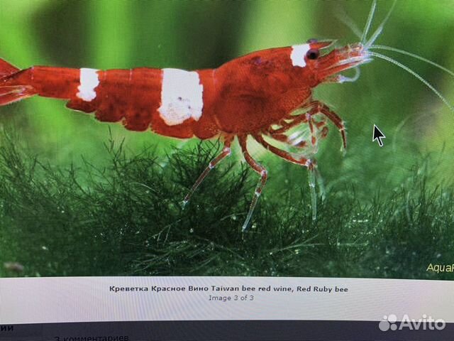 Креветки тайвань