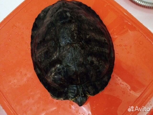 Красноухая черепаха бесплатно