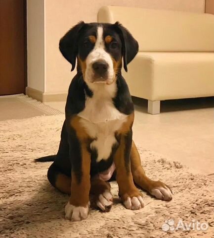 Щенки Большого Швейцарского Зенненхунда