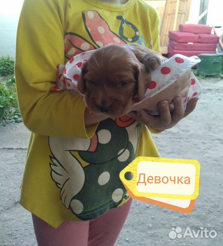 Продаются щенки породы Английского кокер спаниеля