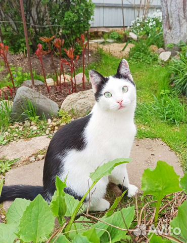 Зеленоглазый красавец