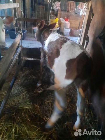 Бычок телечка и ягняты