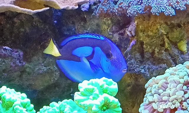 Рыбки Хепатус и Хризептера для морского аквариума
