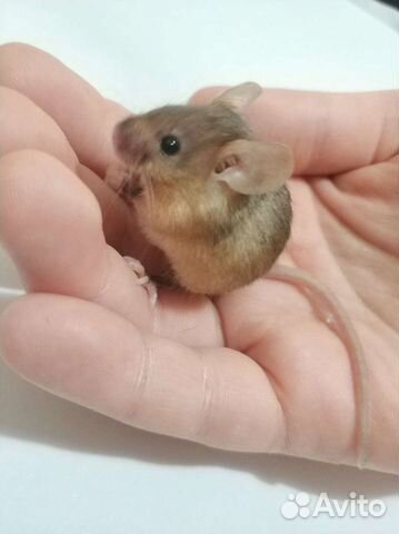 Сатиновые мыши