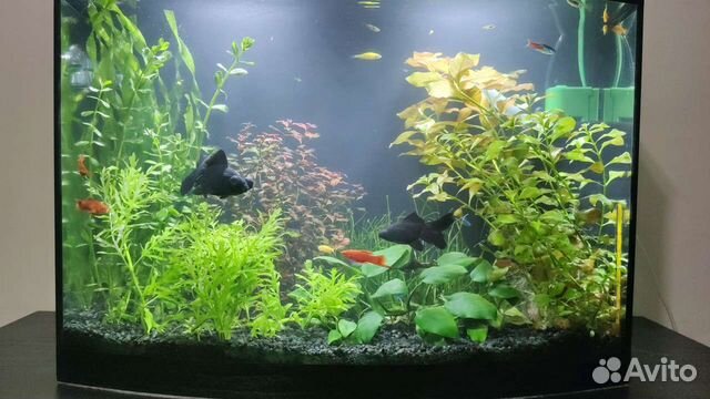 Отдам двух телескопов и двух сомов