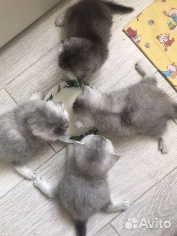 Шотландские вислоухие котята