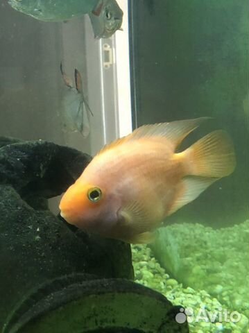 Рыба попугай. Бесплатно