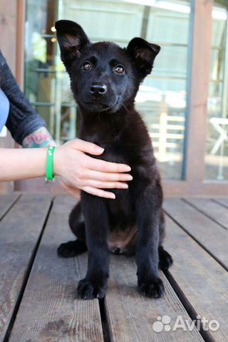 Метиска, похожая на черного овчареныша в добрые ру