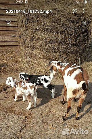 Нубийские процентные козлята и коза