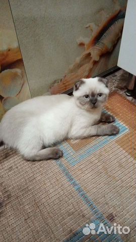 Кошка, потерялась шотланка вислоухая Зовут Дуся