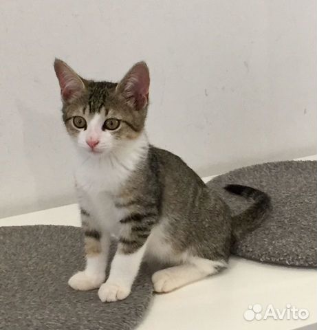 Котенок - Красатун долгожданным другом в семью