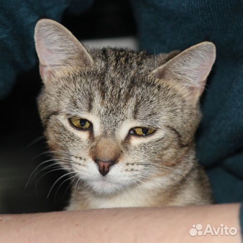 Кошка Варвара