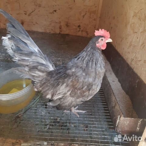 Шабо кучерявый