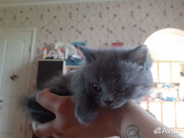 Котенок