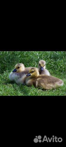 Гусята, гуси оптом