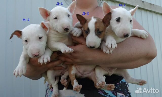 Миниатюрный бультерьер(детки)