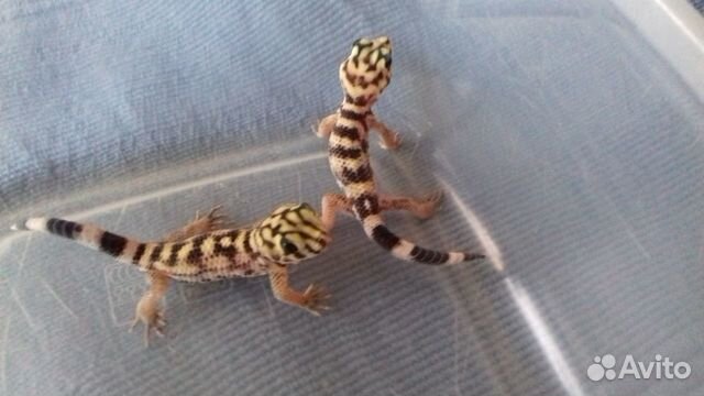 Сцинковый геккон